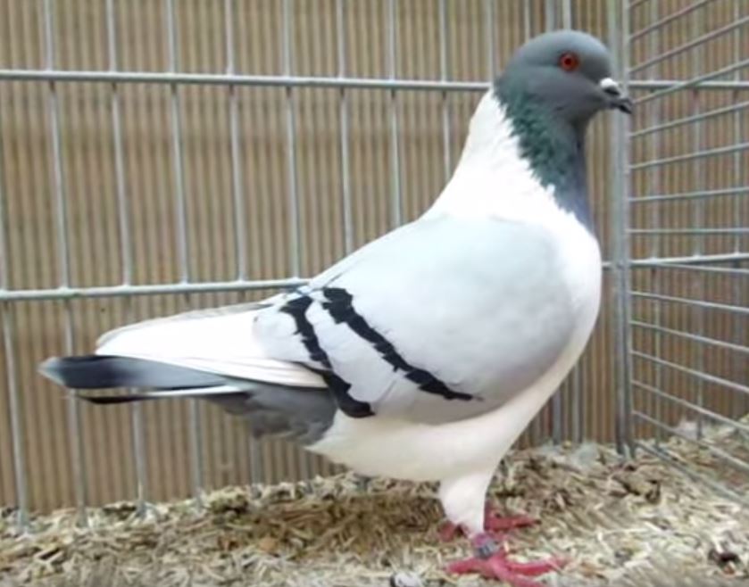 World of Pigeons and Doves: Bohemian Pigeon