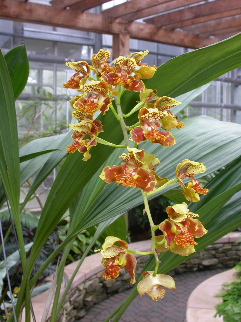 BIFRENARIA- AS FLORES DO SOL