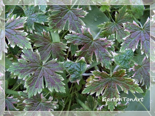 GartenTonArt: Was mir gerade so blüht.....