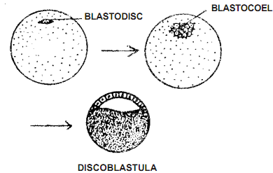 BLASTULASI ~ Embryology of Aves