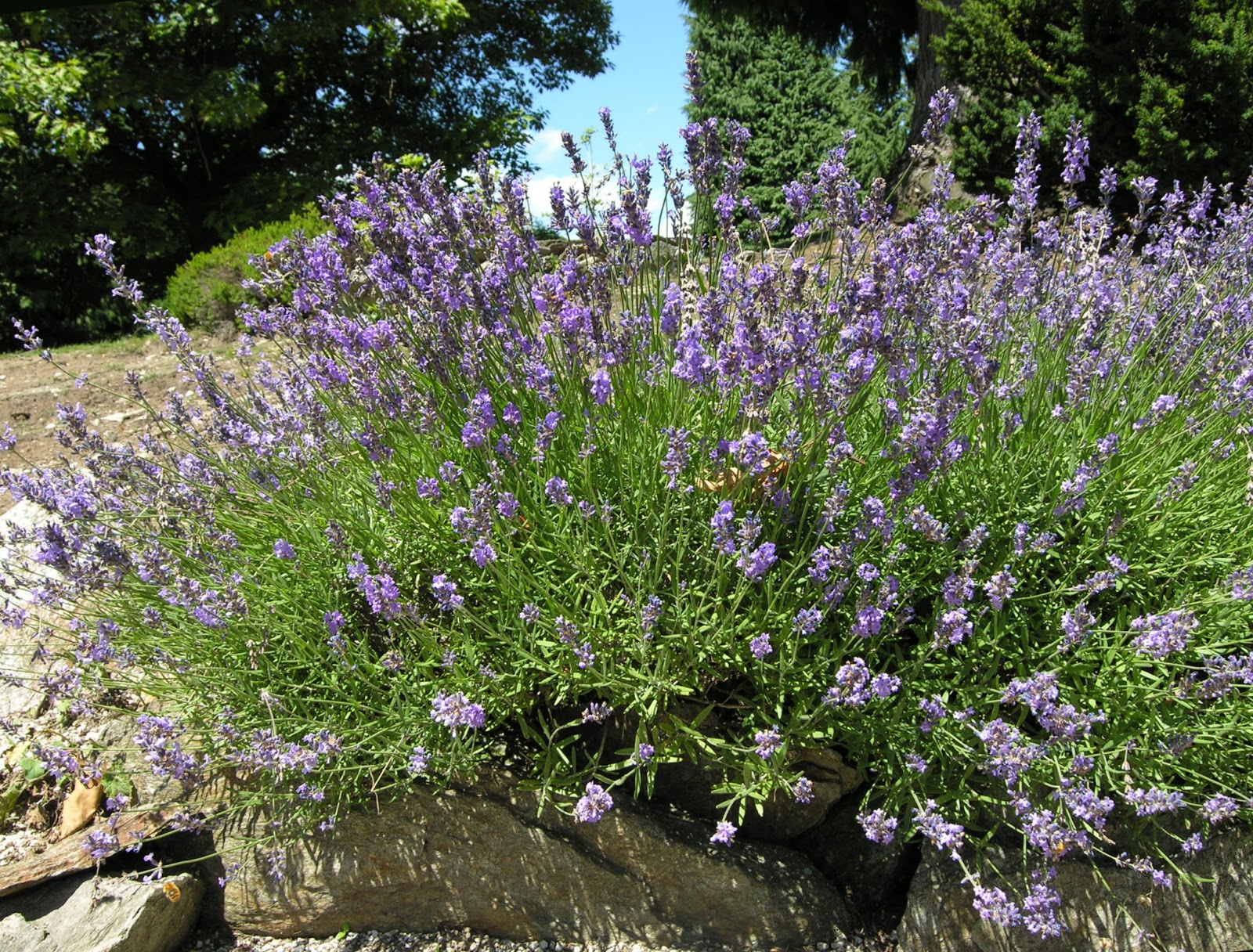 Vida Natural: Lavanda
