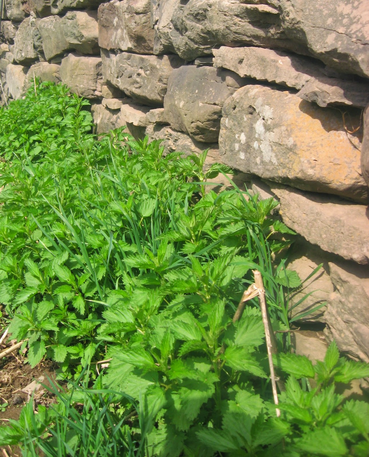 Stone & Thistle Farm - Farm and Fable Musings