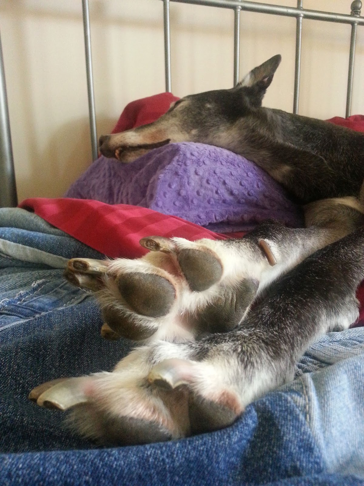 Northern Lights Greyhound Adoption Dog Blog: NLGA Photo Roundup ...