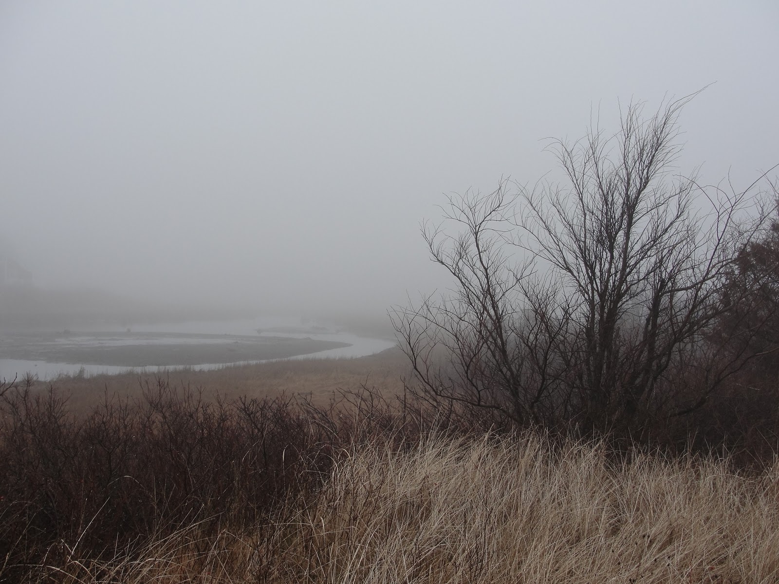Cape Cod Art and Nature: Beautiful foggy morning...