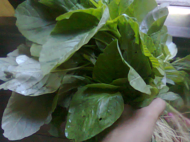 Mengenal Tanaman Bayam Organik Yang Disertai Foto Hasil Panen - Rumah ...