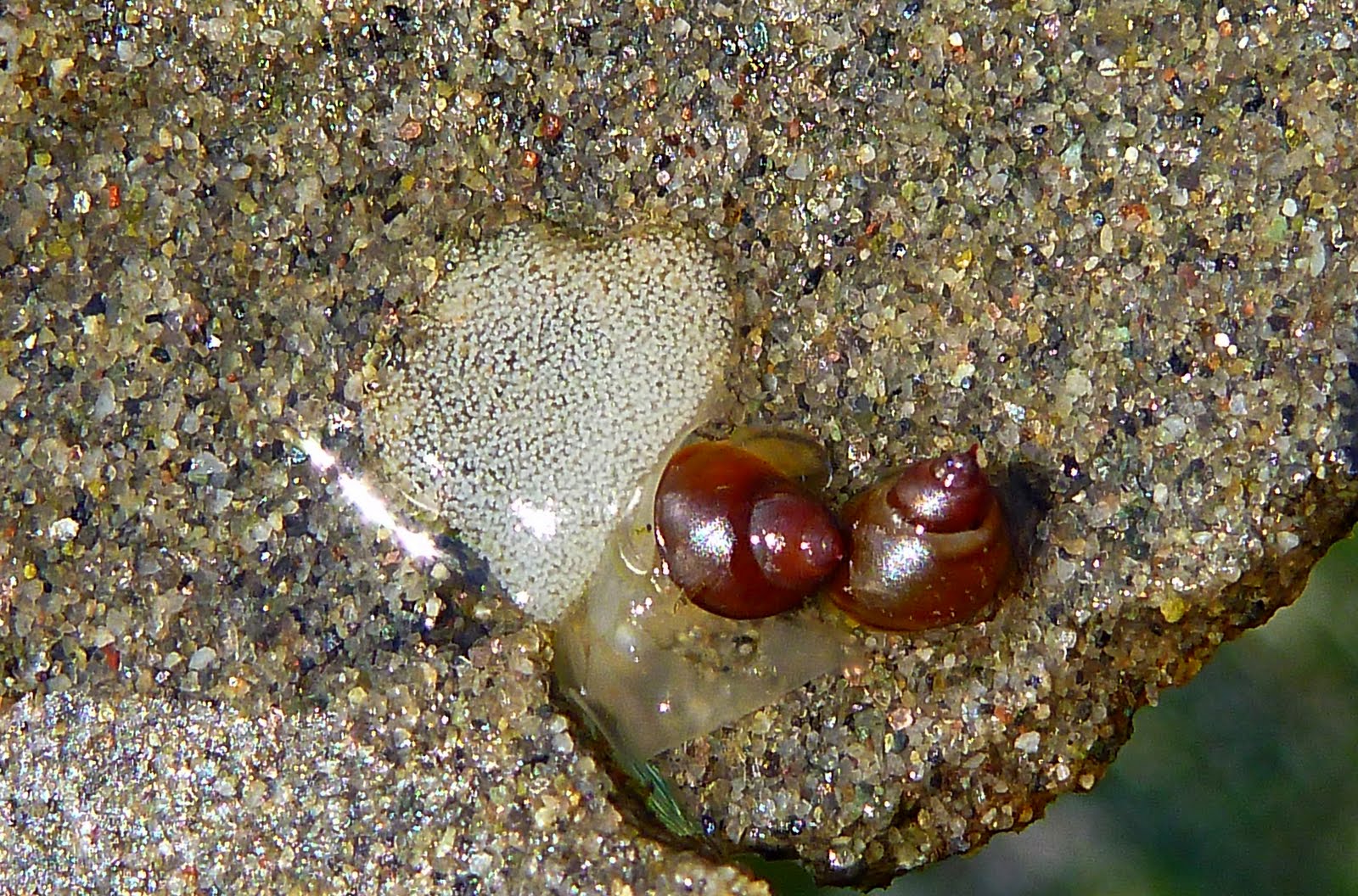 Buzz's Marine Life of Puget Sound: Sand Collar Season....or More Tiny ...