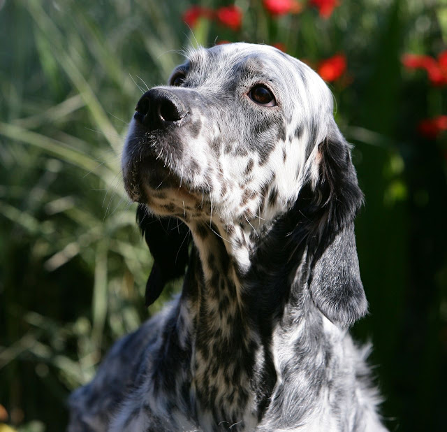 dog side stories: English Setter ( Αγγλικό Σεττερ)