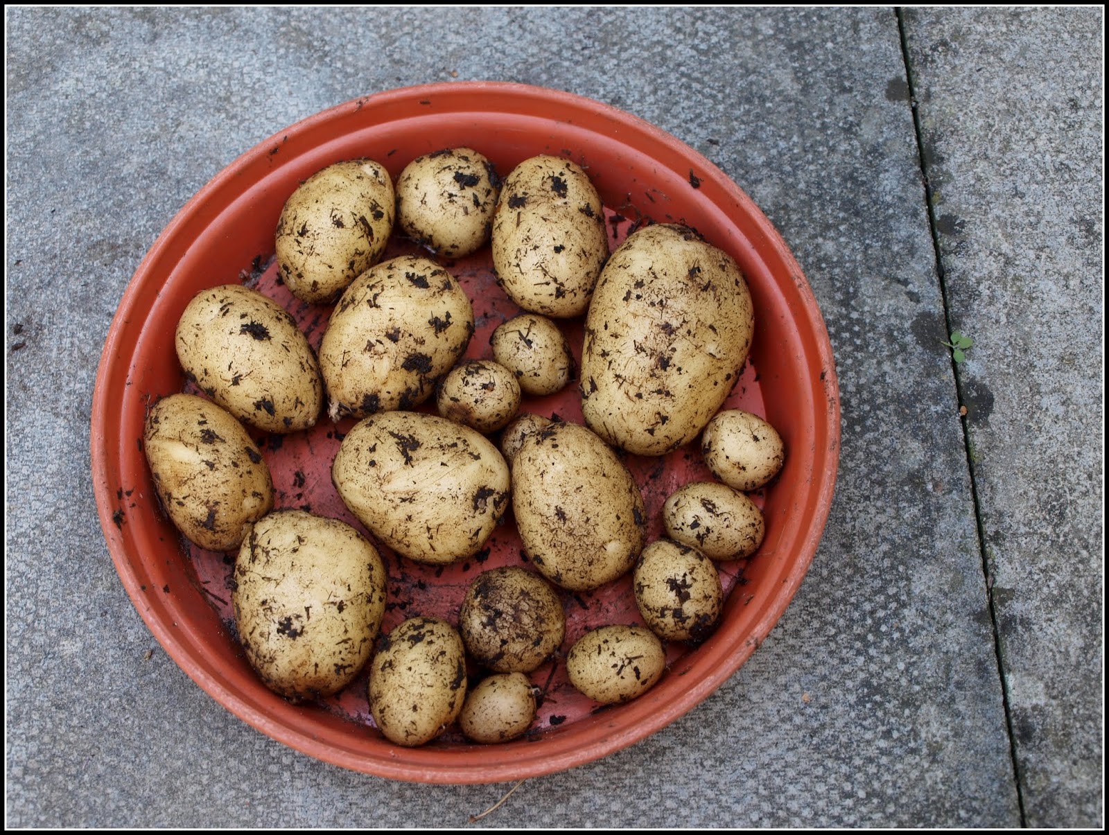 Mark's Veg Plot: Blight-resistant potatoes