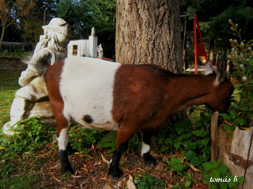FOTOGRAFIAS: Una Cabrita muy Simpática