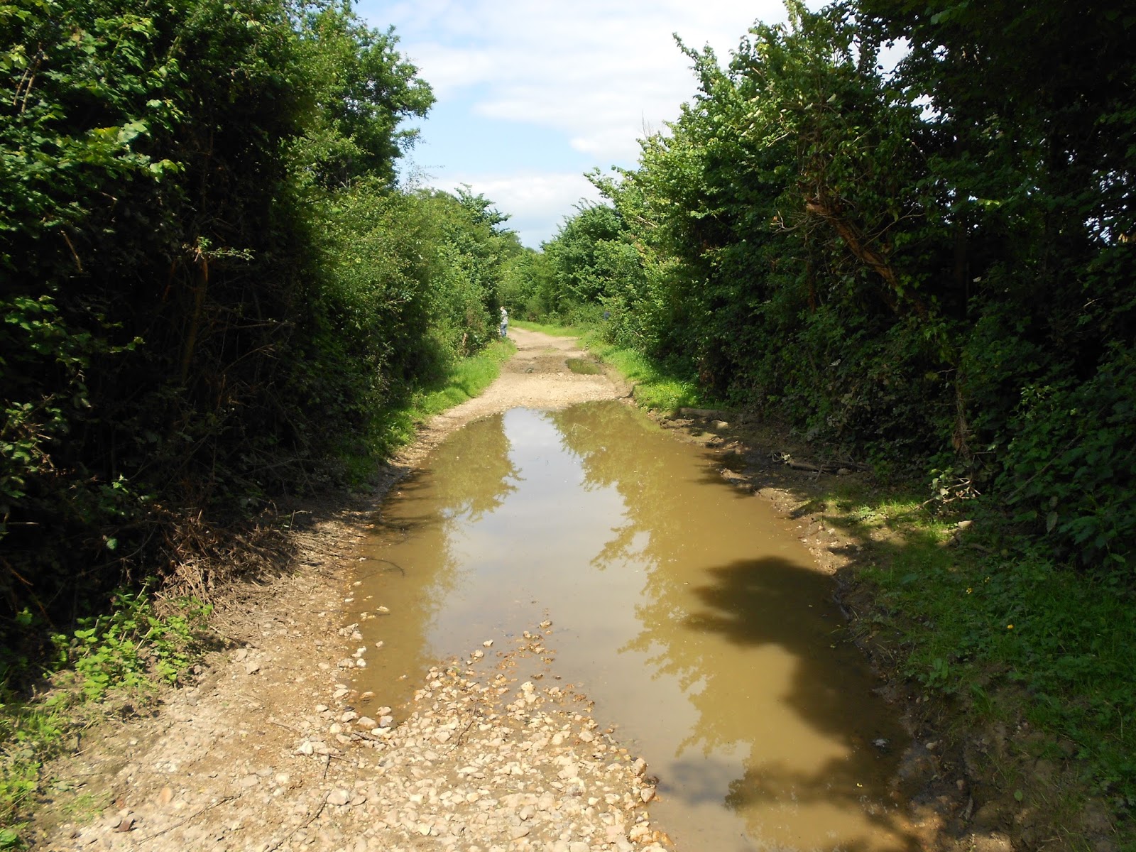 Nature Notes and Observations: Wade Hill Drove - Between Calmore & Ower