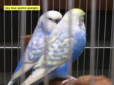 Malay Hanging Parrot | Burung Serindit: Burung Budgie atau dikenali ...