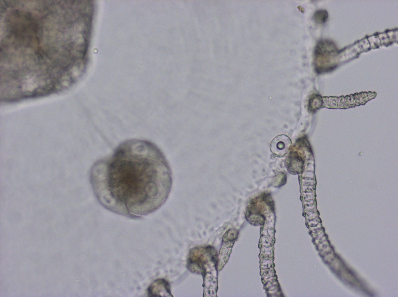 Invertebrate Embryology: Life cycle of hydrozoan Obelia sp.