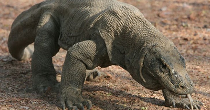 Kadal ~ Pets Lovers Mania