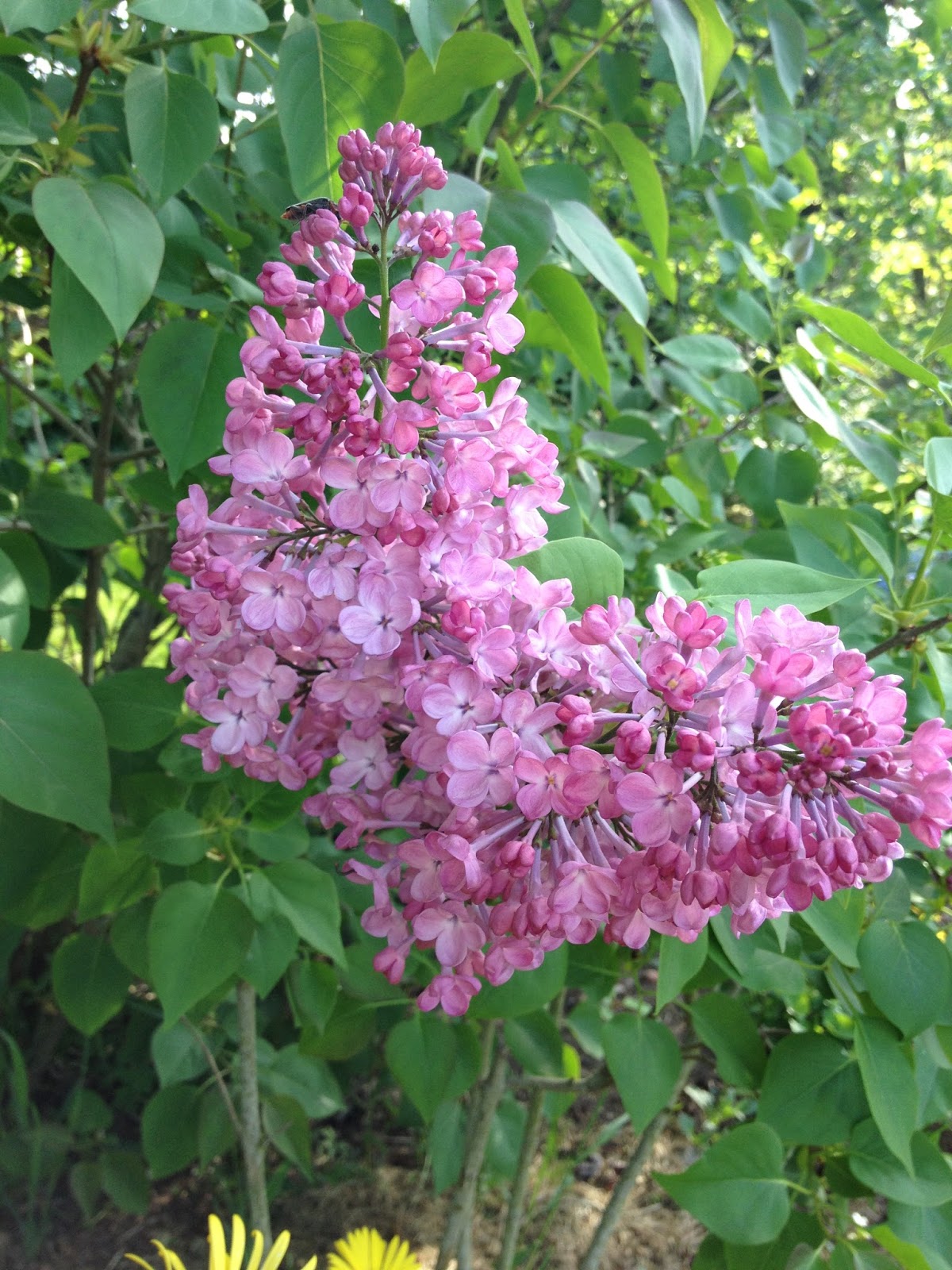 Ängs Gård, trädgård & hantverk: Syrentid