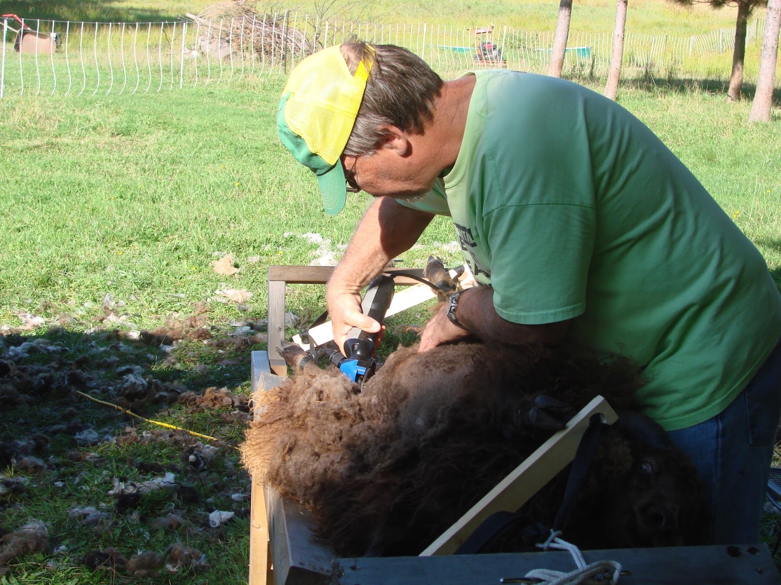 Kilpelän Luomutila ja Sen Ympäristö: My Self-Loading Sheep Shearing Table