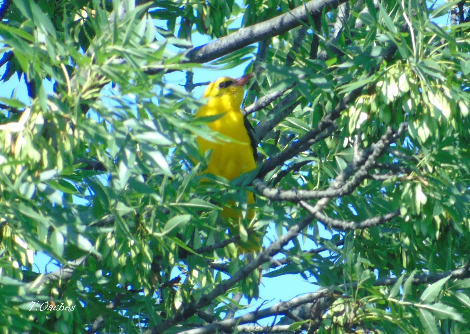 PASARI DIN ROMANIA: GRANGUR, Oriolus oriolus