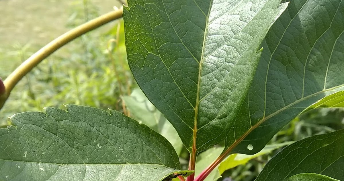 A Happy Tangle: japanese beetles