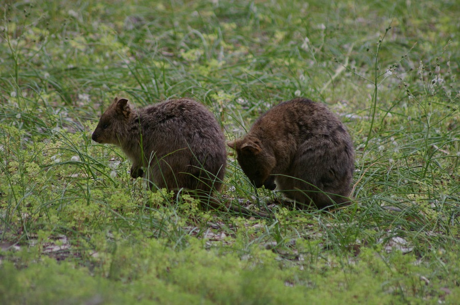 TVL: ANIMAL DA SEMANA - Quokka