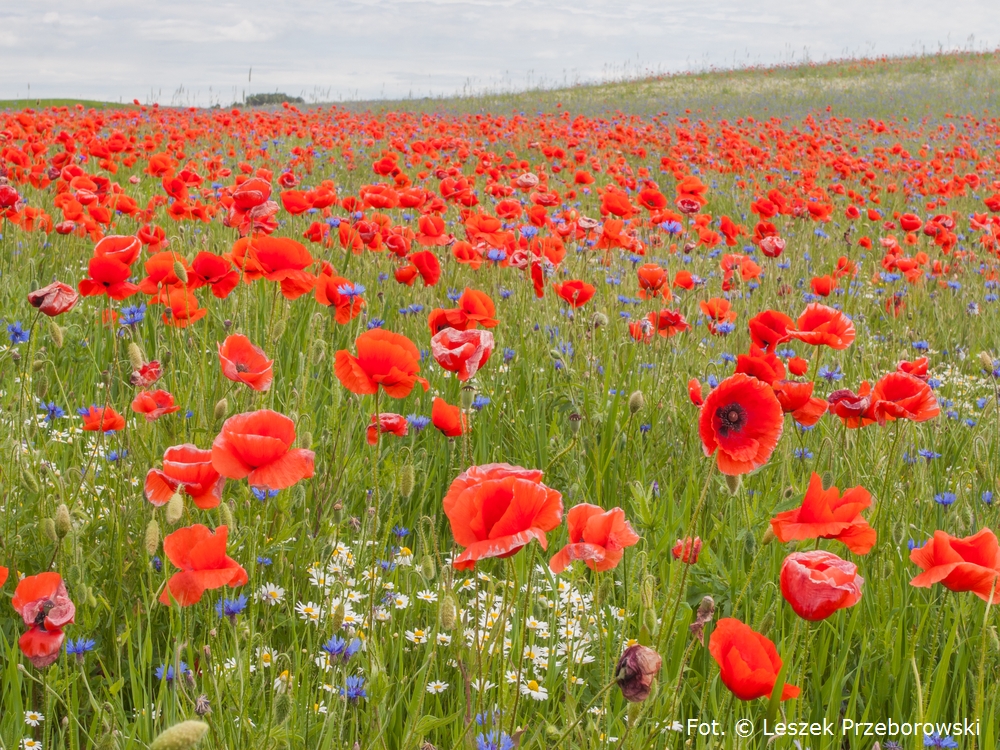 NA POJAĆWIESKICH RUBIEŻACH: Mak polny przyciąga uwagę, budzi emocje i ...