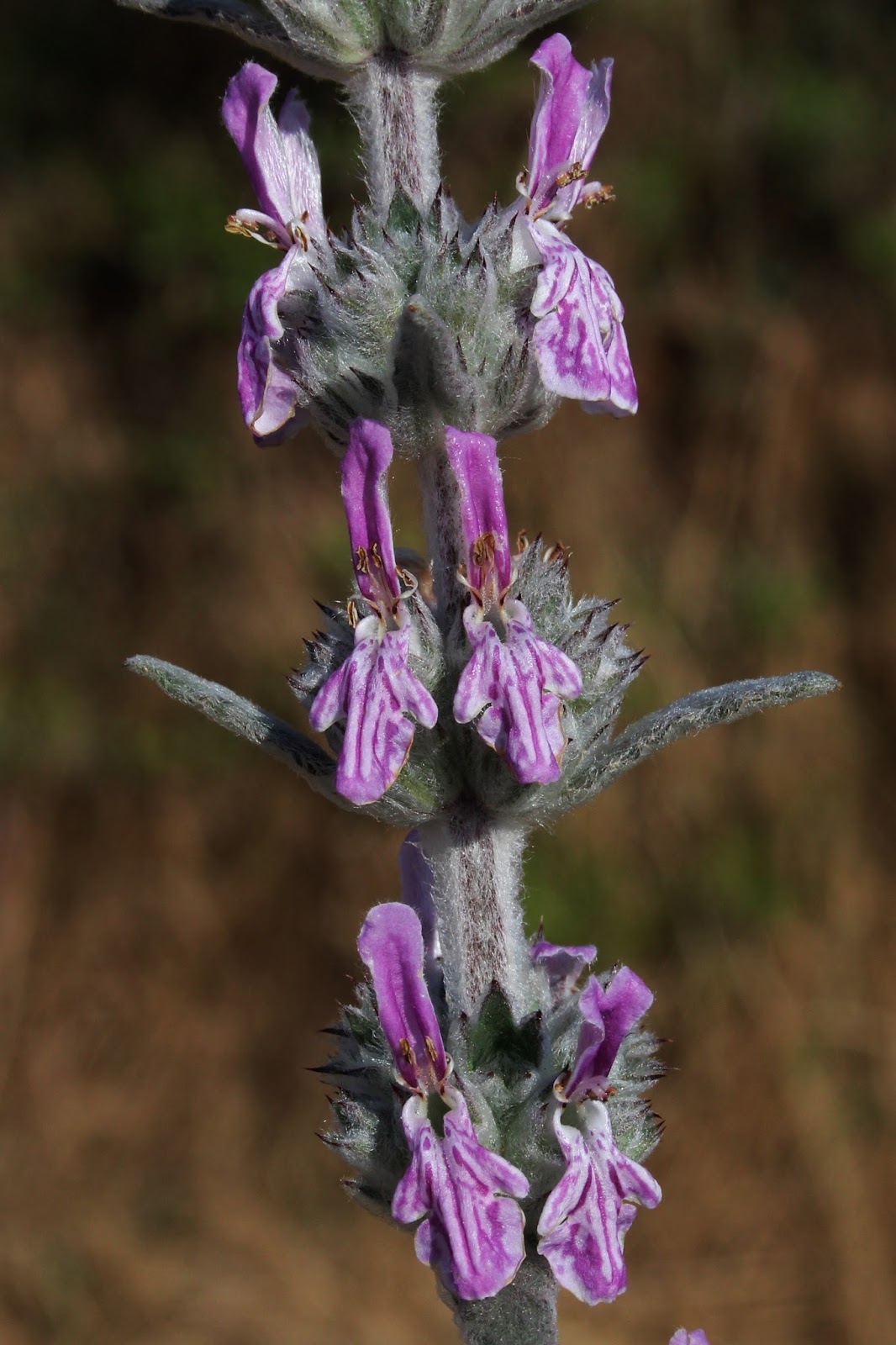 Biodiversity of Cyprus by NGO Protection of the Natural Heritage and ...