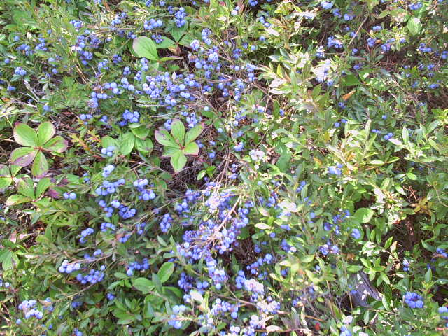 Just Naturally Speaking the Blog: Do You Like Blueberries?