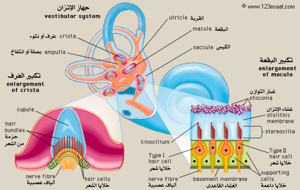 عنايات ميرغني الماحي