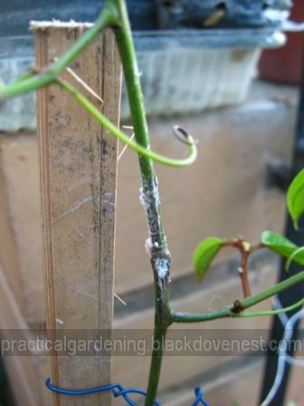 Practical Gardening: Straightening and Healing a Broken Branch in a ...