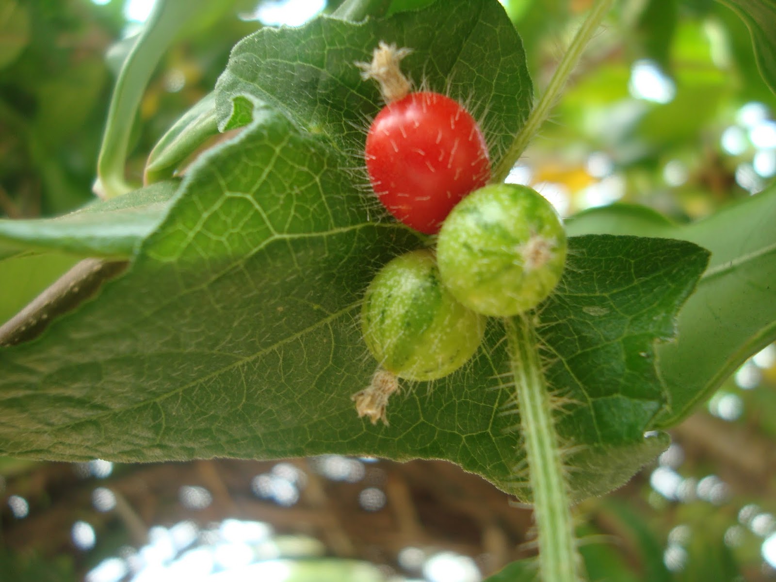 NATURAL PHOTOS AND WALLPAPERS: MUSUMUSUKAI LEAF WALLPAPERS