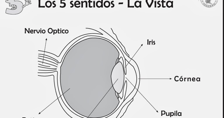 LAPICERO DE TERCERO : El órgano de la vista: el ojo