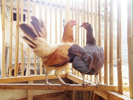 Dijual Ayam Filipin / Philipin