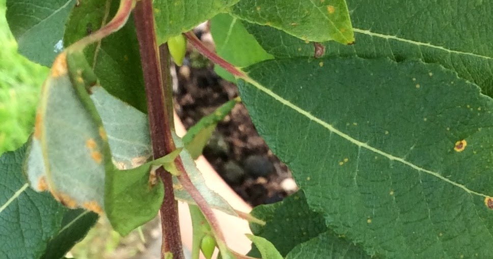 Rachel the Gardener: Sad looking Willow: Salix kilmarnock
