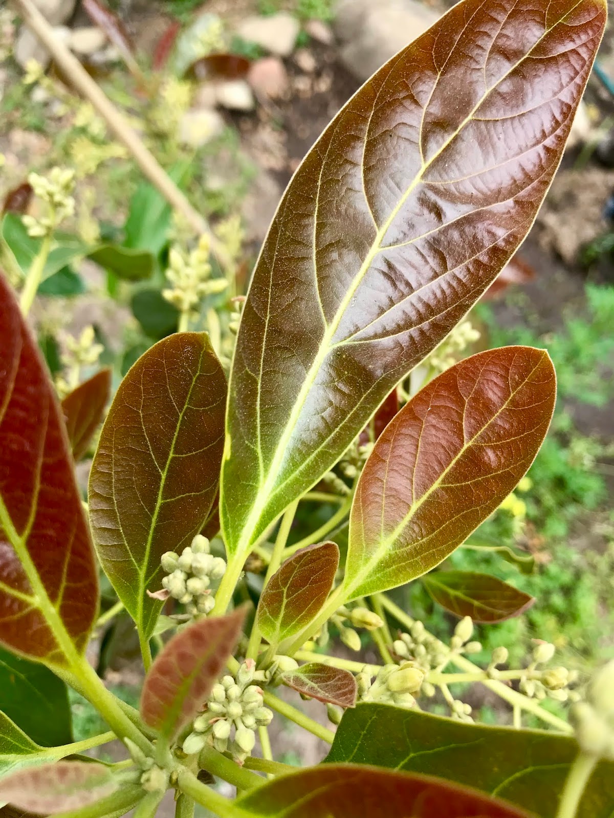 On Discovering A Garden: Gopher Resistant Plants