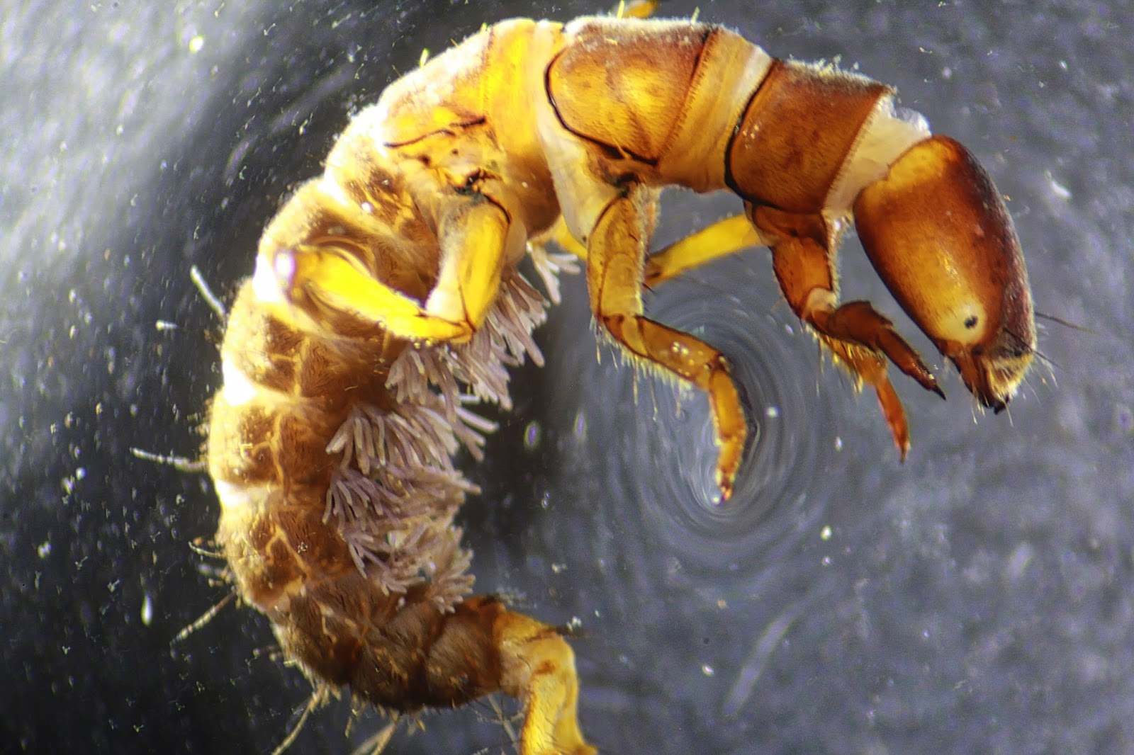 Aquatic Insects of Central Virginia: The "ventral apotome" and genus ID ...