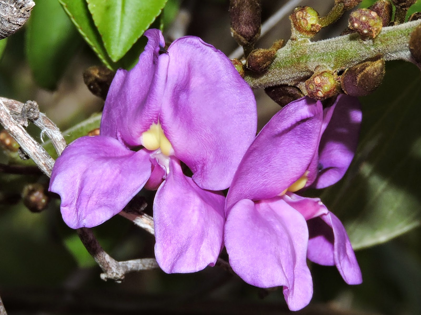 Fabaceae - Leguminosae no Brasil: Fabaceae - Macropsychanthus ...