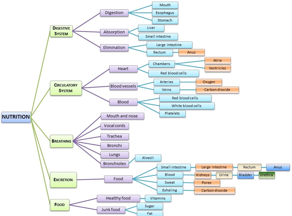 Con T de Teacher: MIND MAPS - UNIT 2 - NUTRITION