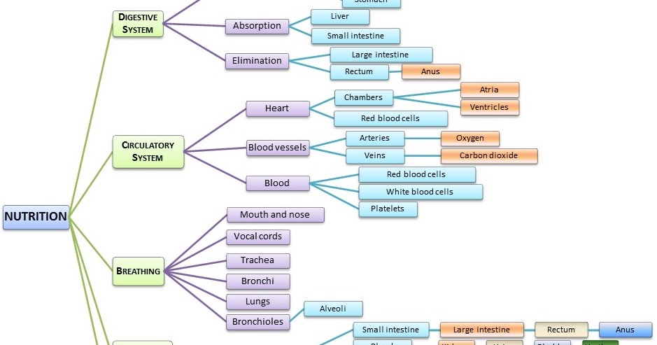 Con T de Teacher: MIND MAPS - UNIT 2 - NUTRITION