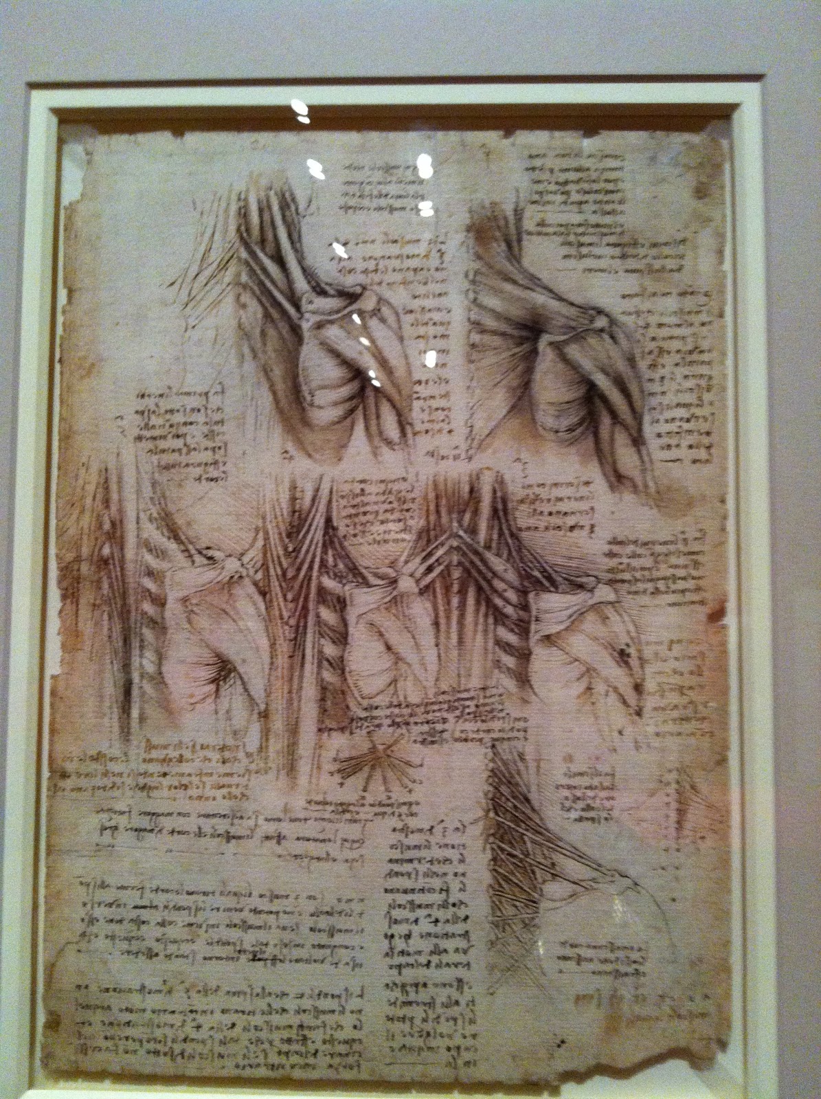 Samantha Saw....: Leonardo Da Vinci - Anatomist