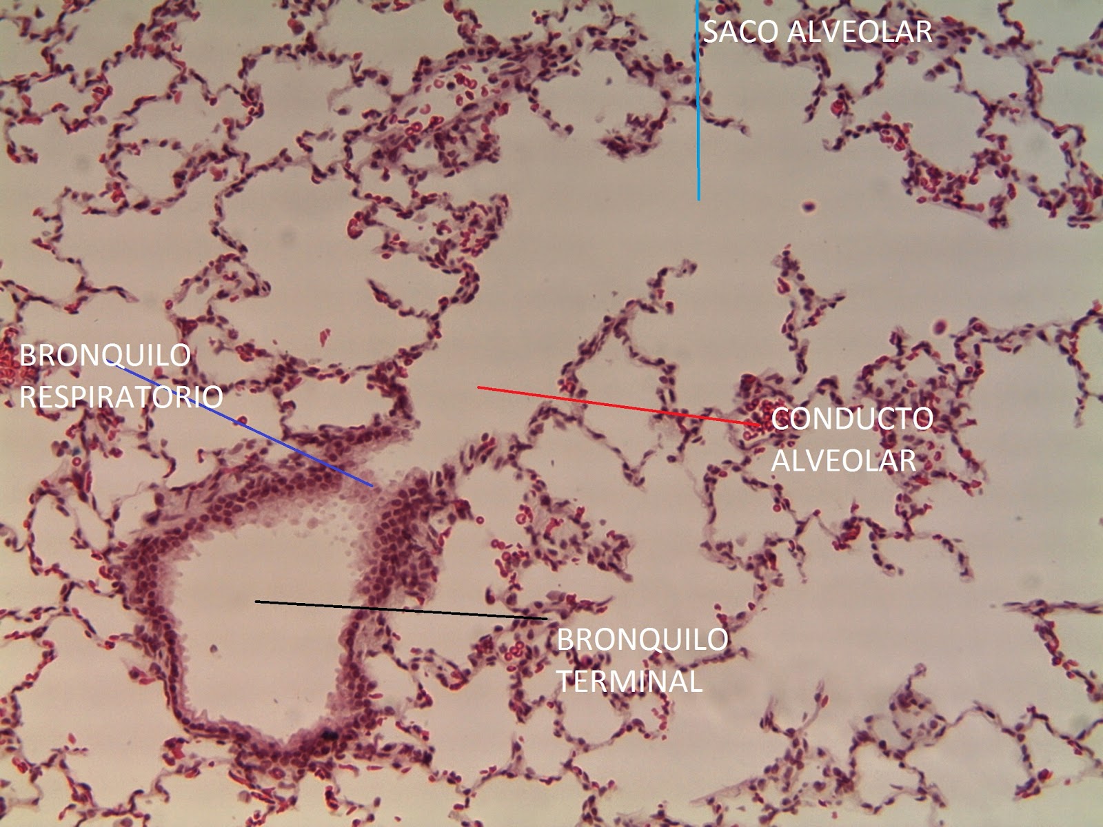 Histología Veterinaria Universidad de Antioquia: Sistema Respiratorio