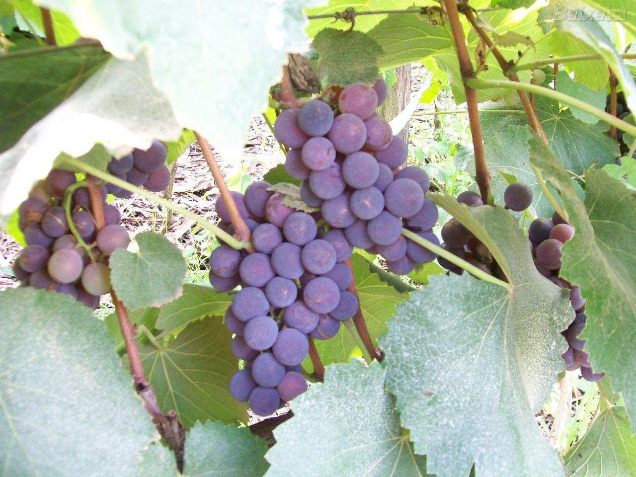 JESUS Videira Verdadeira :: Prmarcoslegal