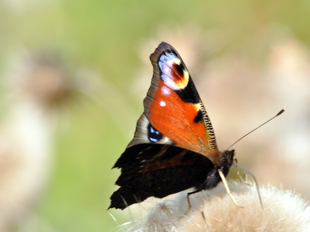 North Fife: Peacock butterfly North Fife