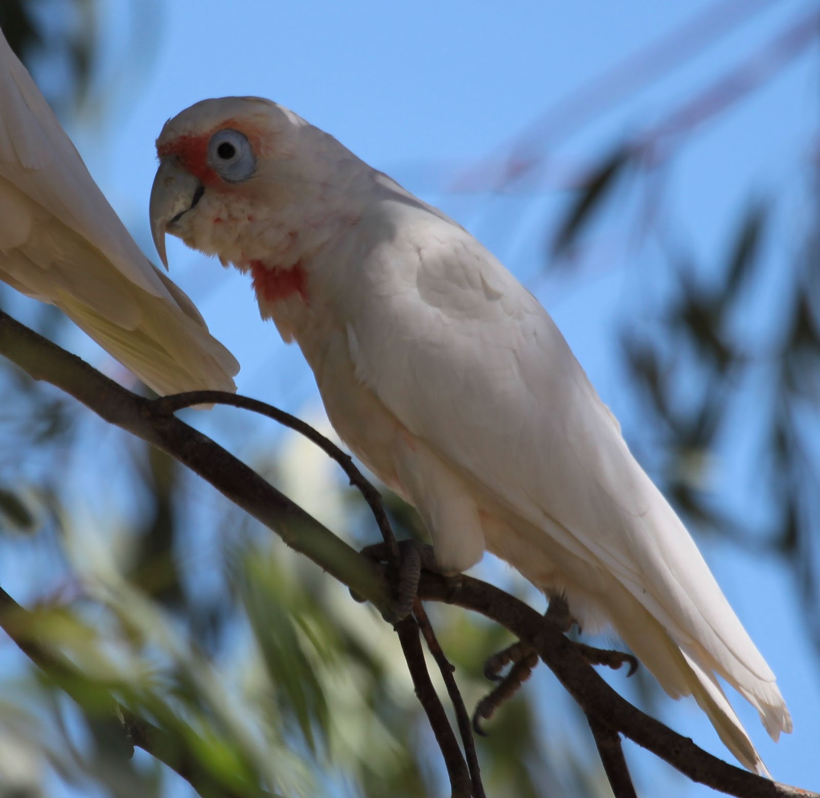 Richard Waring's Birds of Australia: 2012 Bird Photos - 286 species