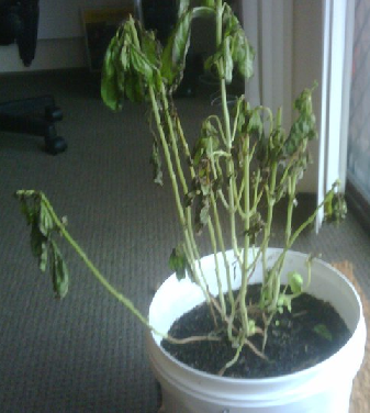 Little Stalky World: The Basil is Actually, Properly Dead Now