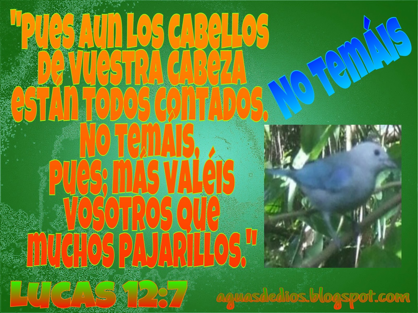 Compartamos la Palabra de Elohim: No temáis, pues; más valéis vosotros ...