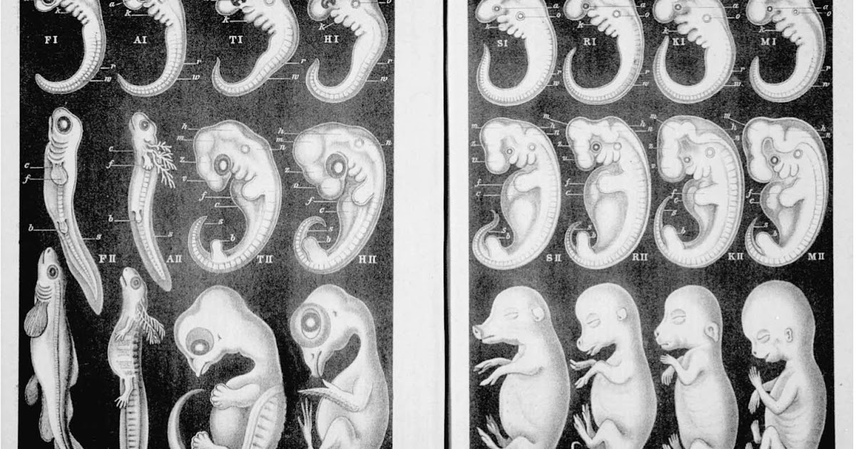 Mark Masulis Biology Blog: My Inner Fish