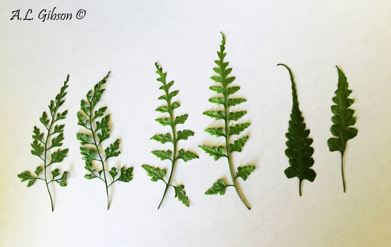 The Buckeye Botanist: The Asplenium Ferns of Ohio