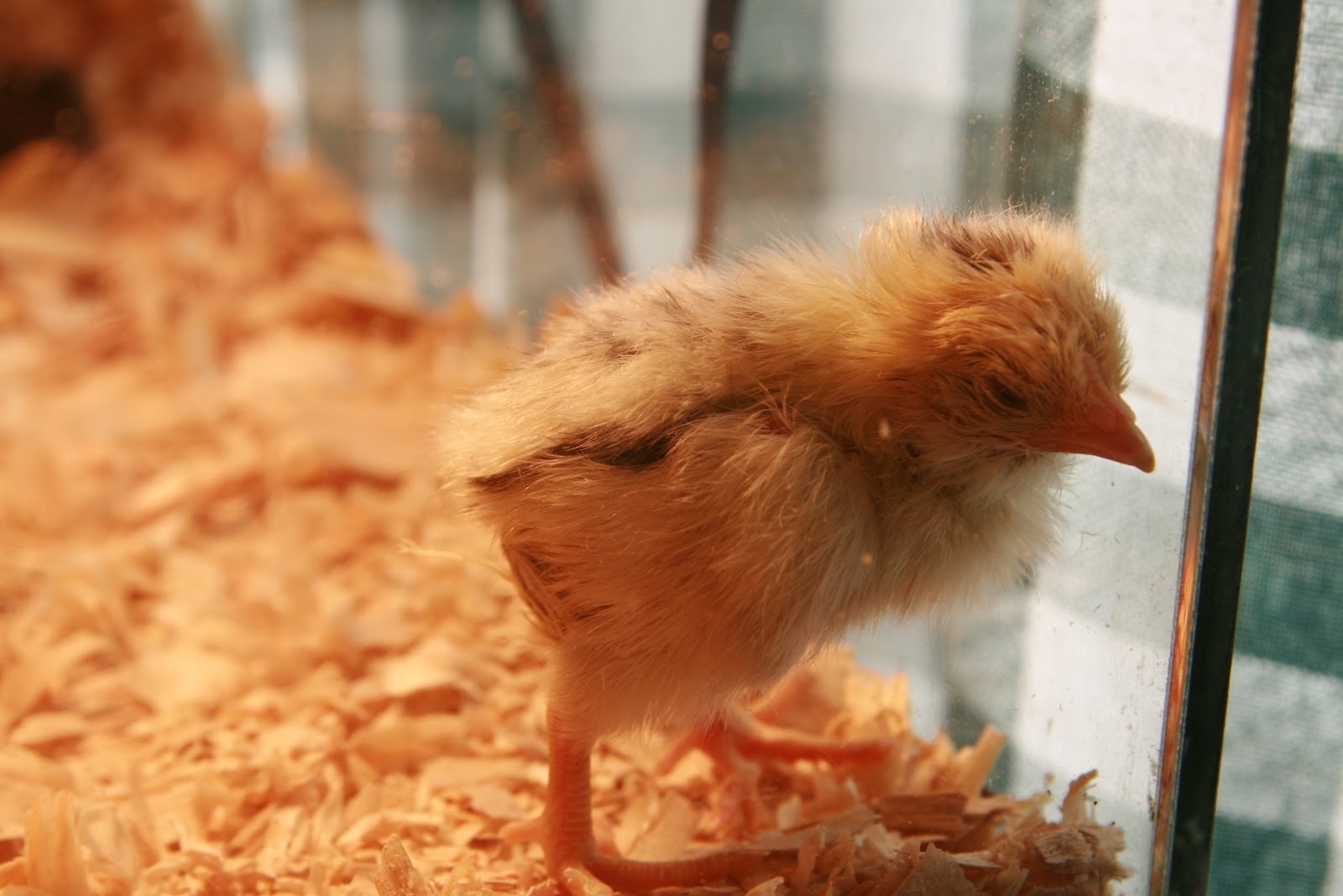 Nancy Nolan's Kindergarten: Hatching Baby Chicks!