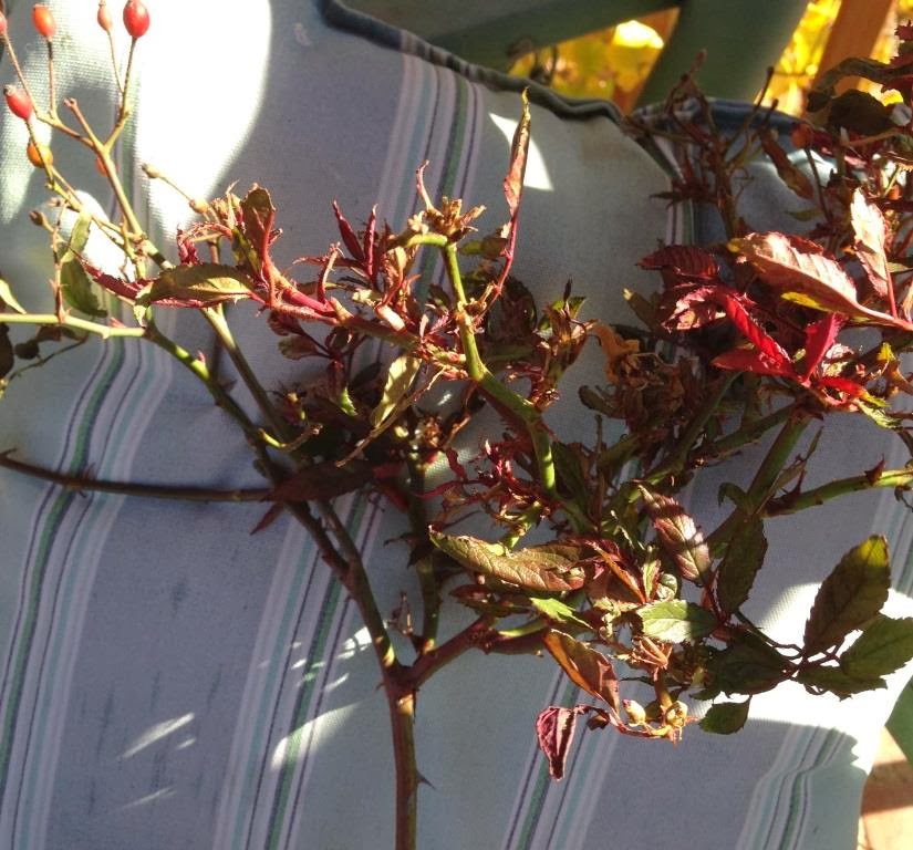 Garden Musings: Griffith Buck Rose