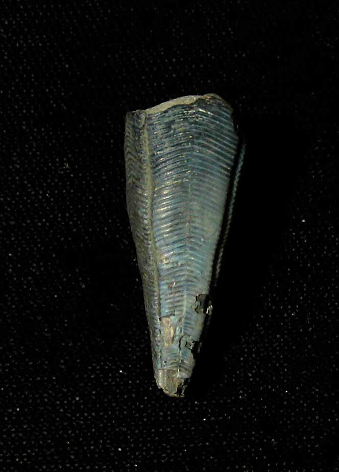 Louisville Fossils and Beyond: Paraconularia magna