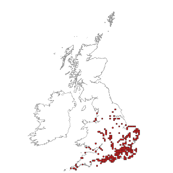 Trent Valley Beetles : Beewolf - Philanthus triangulum in Nottinghamshire.