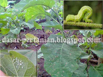 Mengenal Jenis-Jenis Hama Tanaman Terong dan Cara Pengendaliannya